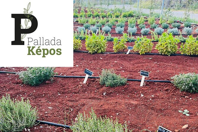 Pallada Semi-Private Olive Oil Tours in Sternes, Chania - Practical Information for Your Visit