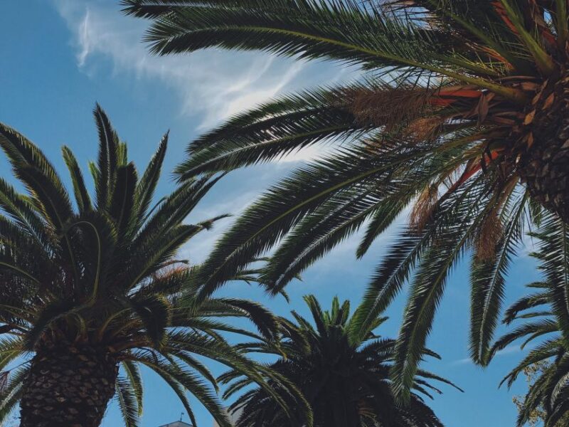 Palm Beach: Historical Bicycle Tour of Palm Beach Island - The Sum Up