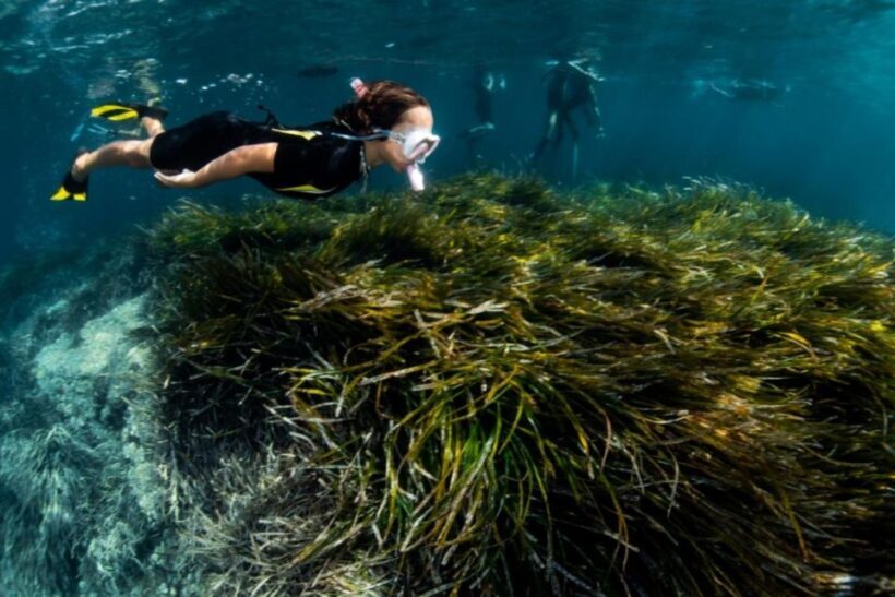 Palma de Mallorca: Cala Vella Snorkeling Adventure - Pricing and Value