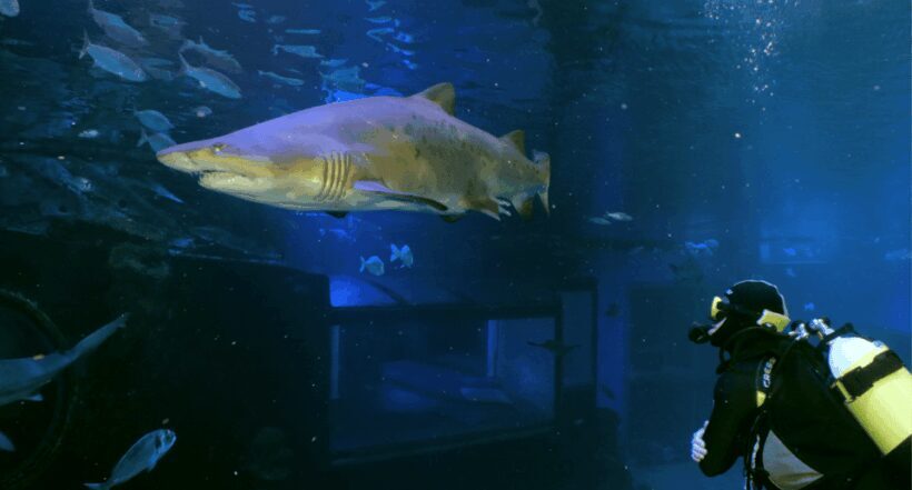 Palma de Mallorca: Shark Dive at Palma Aquarium - Key Points