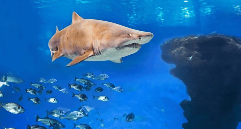Palma de Mallorca: Shark Dive at Palma Aquarium - The Experience and What You Can Expect