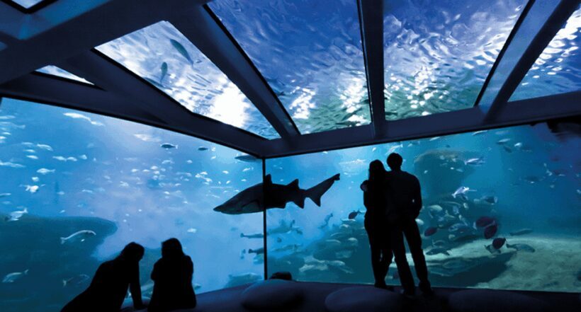 Palma de Mallorca: Shark Dive at Palma Aquarium - Who Should Consider This Experience?
