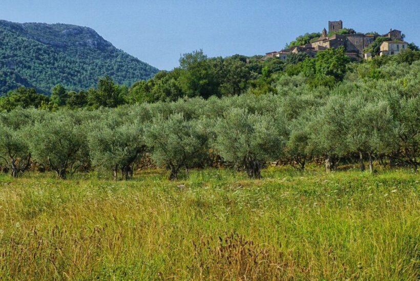 Palma de Mallorca: Son Juliana Wine Experience and Tasting - What to Expect from the Son Juliana Wine Tour
