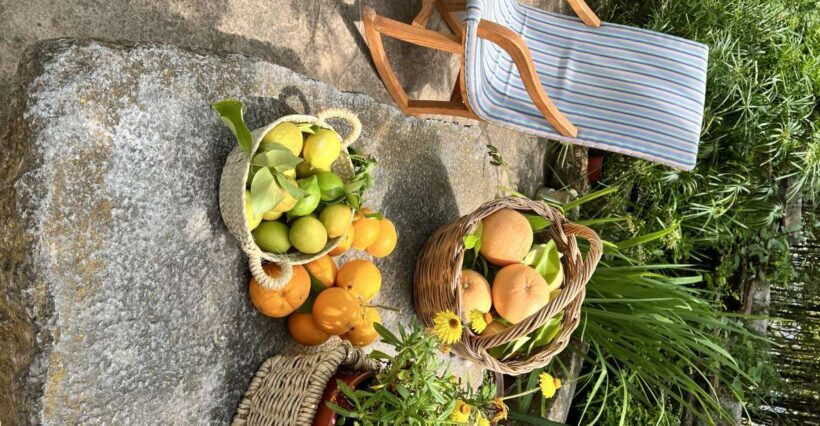 Palma: Orange Farm, Olive Mill, & Winery Tour with Tastings - A Comprehensive Look at the Mallorca Flavors Tour