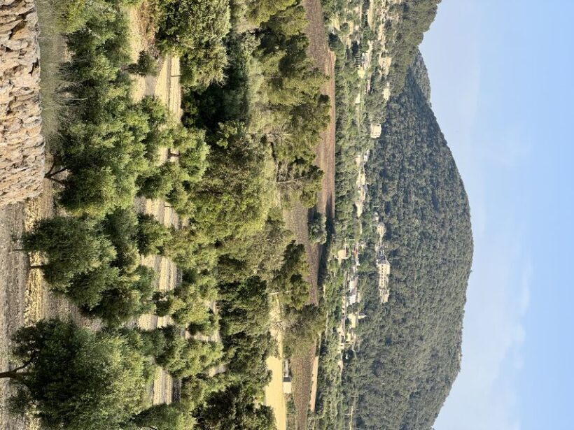 Palma: Orange Farm, Olive Mill, & Winery Tour with Tastings - Who Will Love This Tour?