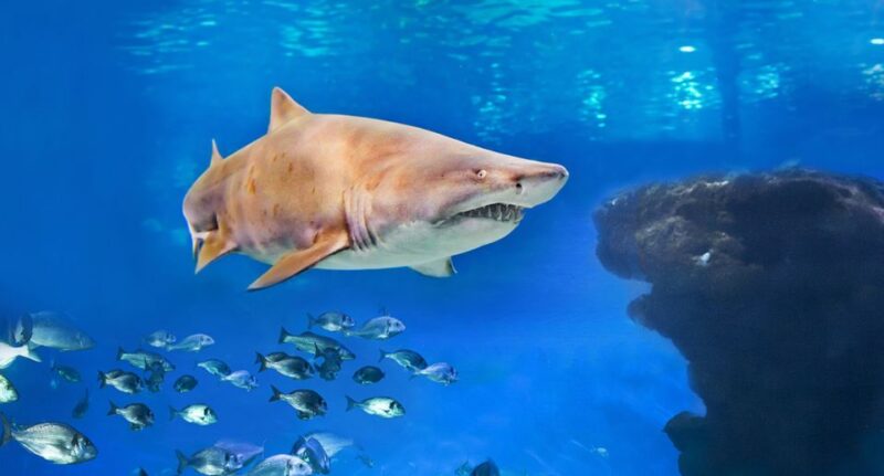 Palma: Palma Aquarium Ticket with Transfer Service - Who Is This Tour Best For?