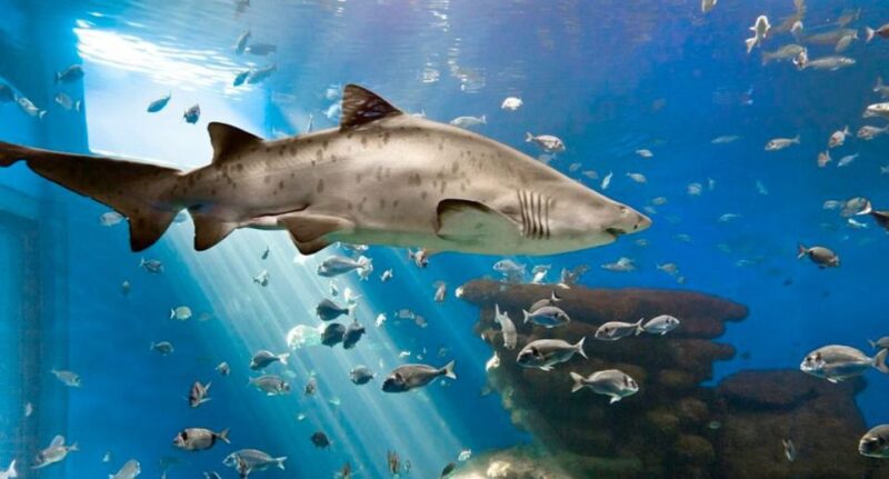 Palma: Palma Aquarium Ticket with Transfer Service - Final Thoughts