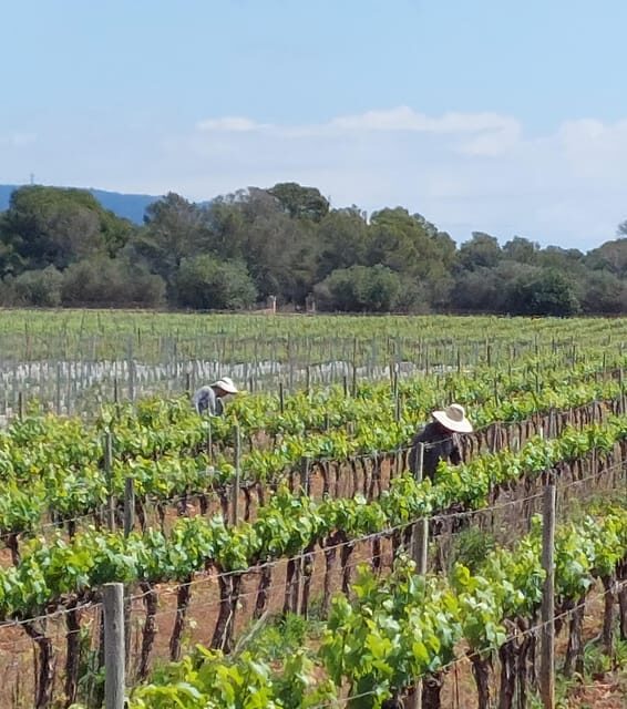Palma: QI GONG at BODEGAS BORDOY - Key Points
