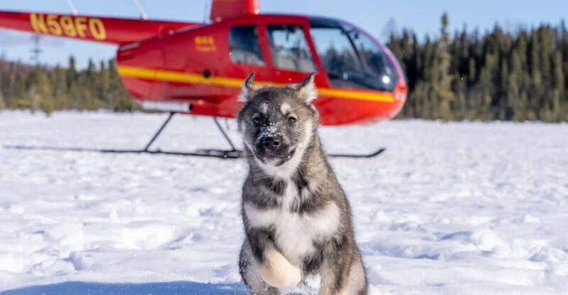 Palmer: "Dogs and Glaciers" Sledding and Helicopter Tour - Key Points