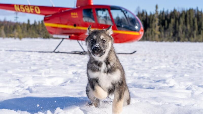 Palmer: "Dogs and Glaciers" Sledding and Helicopter Tour - Frequently Asked Questions