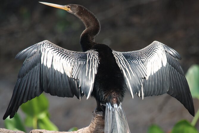 Palo Verde Boat Tour - Tour Logistics