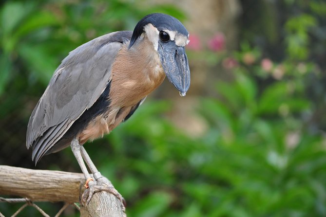 Palo Verde Boat Tour - Highlights of the Tour