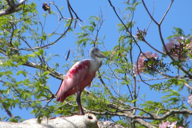 Palo Verde Riverboat Tour - Key Points