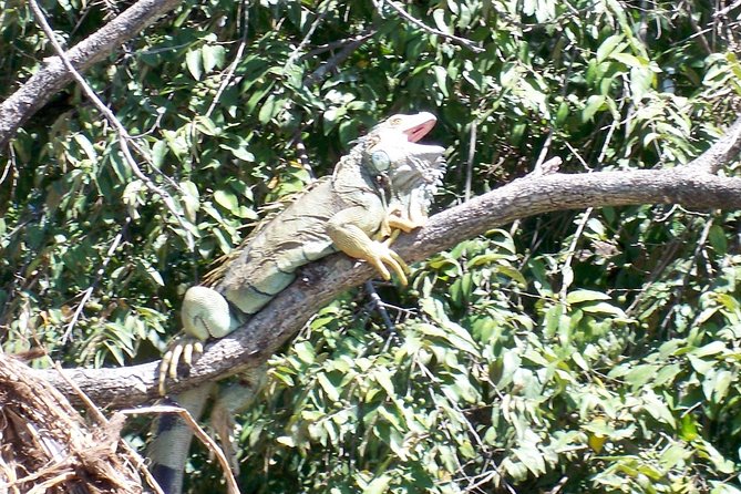 Palo Verde Riverboat Tour - Itinerary and Expectations