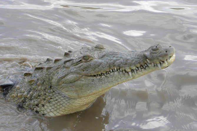 Palo Verde Riverboat Tour - Exploring the Tempisque River and Palo Verde National Park