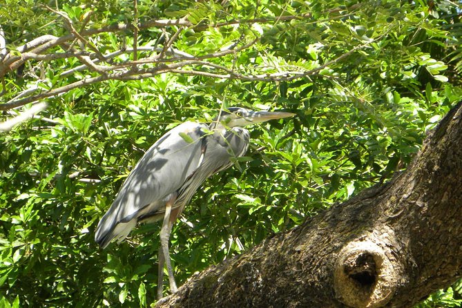 Palo Verde Riverboat Tour - Capturing Moments in the Jungle Canopy