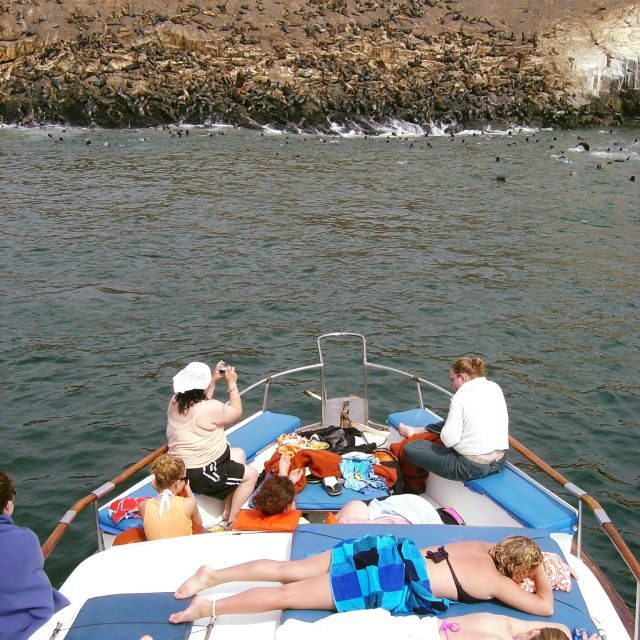 Palomino Islands Yacht Tour and swim alongside the sea lions - What to Expect from the Palomino Islands Yacht Tour