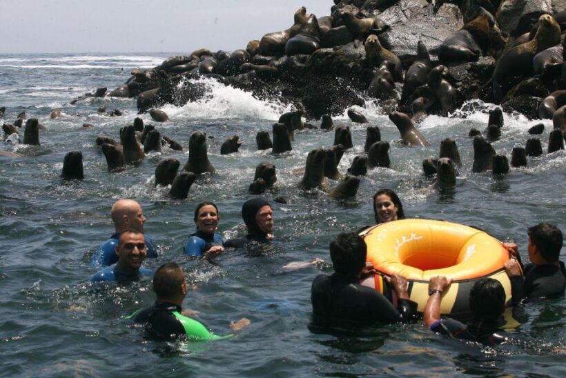 Palomino Islands Yacht Tour and swim alongside the sea lions - The Marine Environment and Wildlife