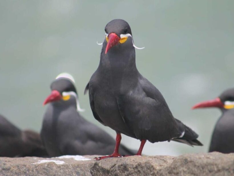 Palomino Islands Yacht Tour and swim alongside the sea lions - What’s Included and What’s Not