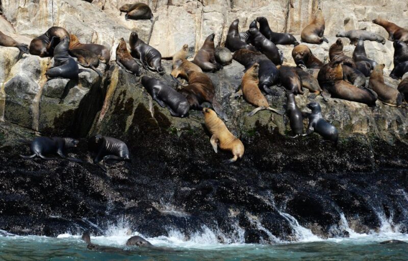 Palomino Islands Yacht Tour and swim alongside the sea lions - The Itinerary Breakdown