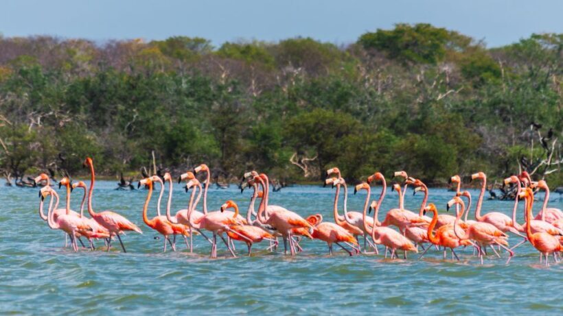 Palomino: Sanctuary of Flamingos Day Tour - Authenticity and Cultural Context