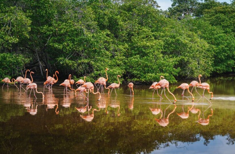 Palomino: Sanctuary of Flamingos Day Tour - Who Should Consider This Tour?