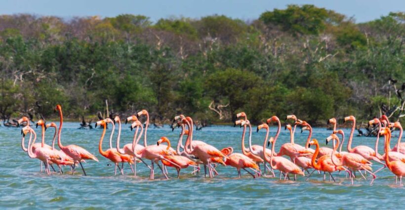 Palomino: Sanctuary of Flamingos Day Tour - FAQs