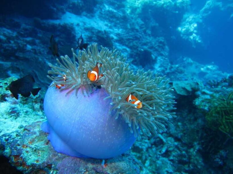 Pamilacan island: Dolphins, snorkel, lunch and walking tour - The Experience Through Travelers’ Eyes