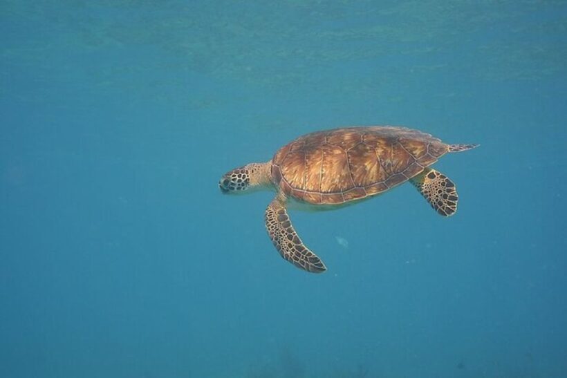 Panama City Beach: Beginners Scuba Diving Tour - Who Should Consider This Tour?