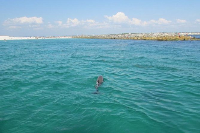 Panama City Beach Dolphin Sightseeing Sail - Testimonials and Positive Experiences
