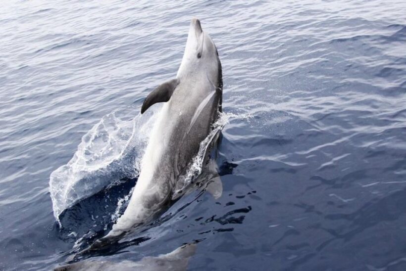 Panama City Beach: Dolphin Sightseeing Trip by Catamaran - An Informative Look at the Dolphin Sightseeing Trip