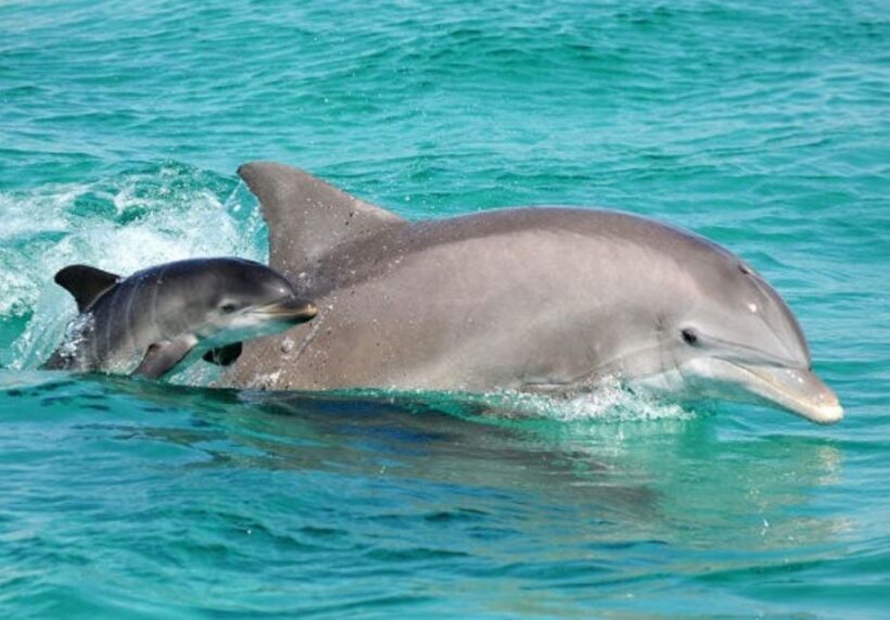 Panama City Beach: Dolphin Sightseeing Trip by Catamaran - Final Thoughts