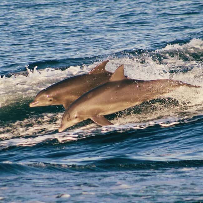 Panama City Beach: Dolphin Watching and Snorkeling Tour - Practicalities and Tips