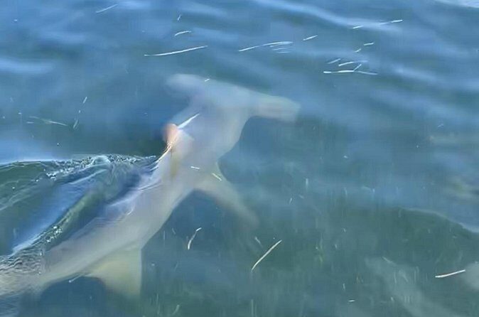 Panama City Beach Florida, Dolphin, Shell Island and Eco Tours - Frequently Asked Questions