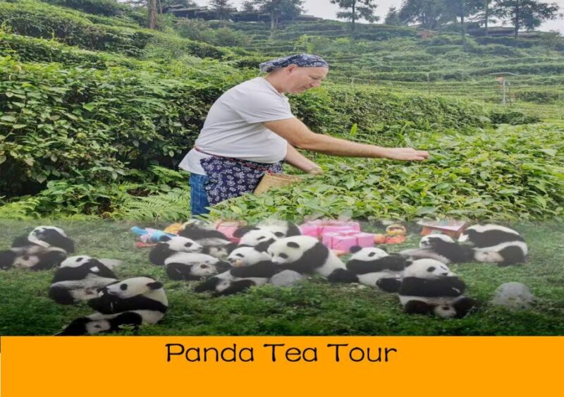 Panda and Green Tea Making tour - A Detailed Look at the Panda and Green Tea Making Tour