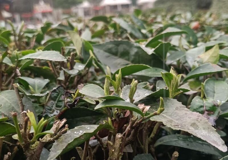 Panda and Green Tea Making tour - What Makes This Tour Special?