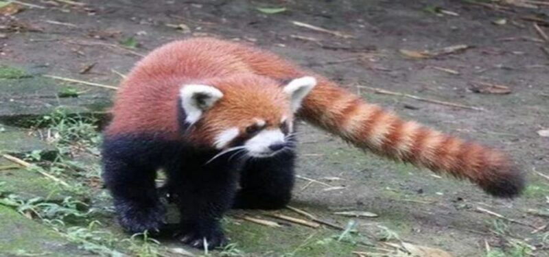 Panda and Green Tea Making tour - FAQs