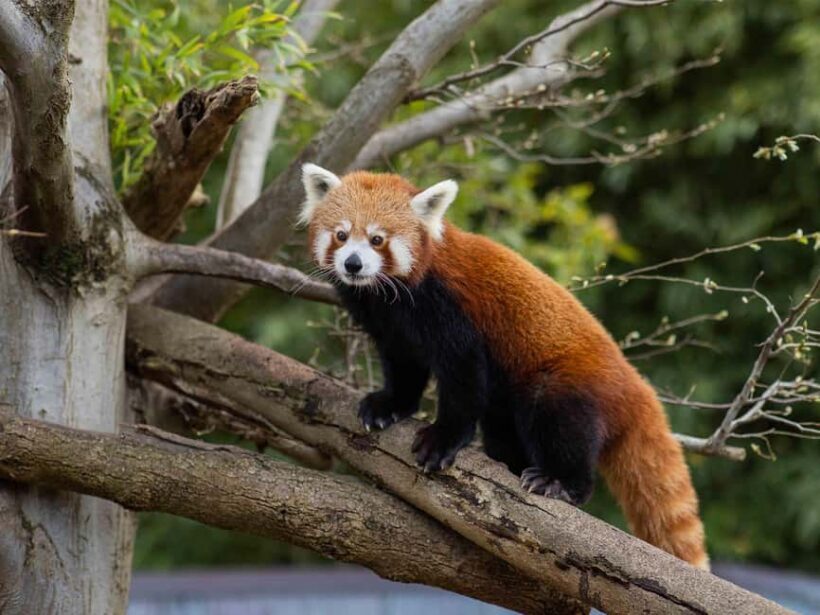 Panda & Friends Tour and a Day at Adelaide Zoo - Key Points