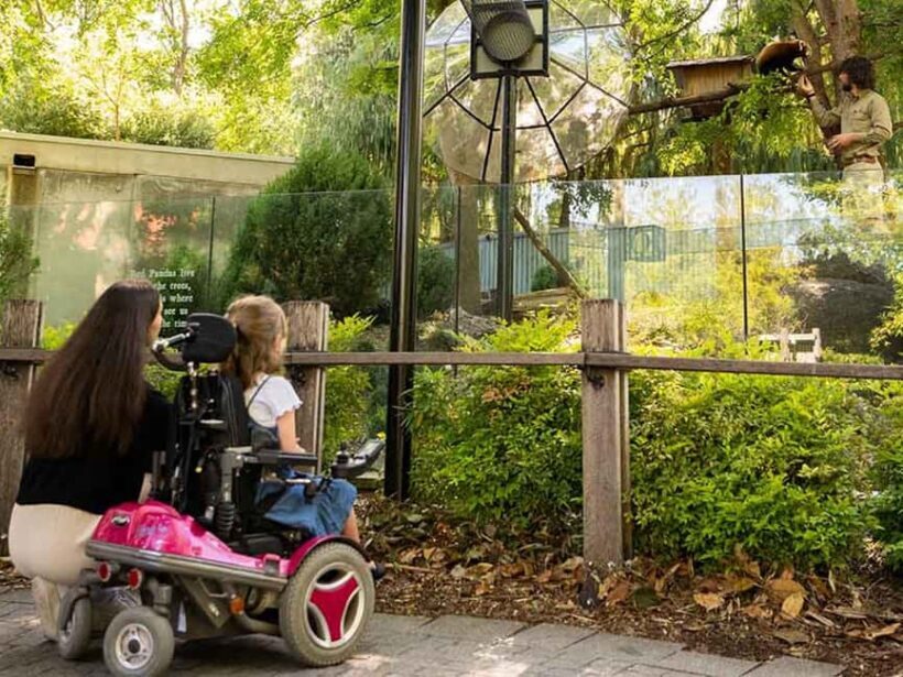 Panda & Friends Tour and a Day at Adelaide Zoo - An In-Depth Look at the Panda & Friends Tour