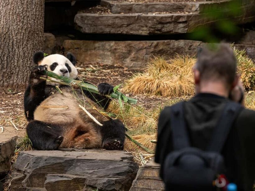 Panda & Friends Tour and a Day at Adelaide Zoo - FAQs About the Panda & Friends Tour