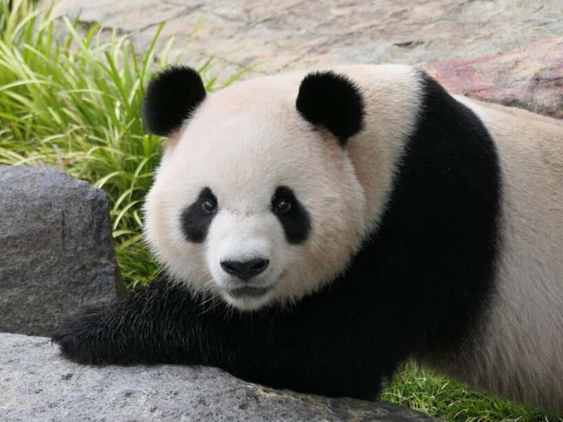 Panda & Friends Tour and a Day at Adelaide Zoo - Who Should Consider This Tour?