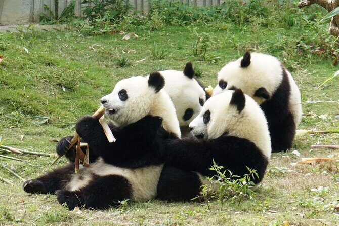 Panda Leshan Buddha Mt Emei 2 Days trip included 1 night stay - Practical Tips for Travelers