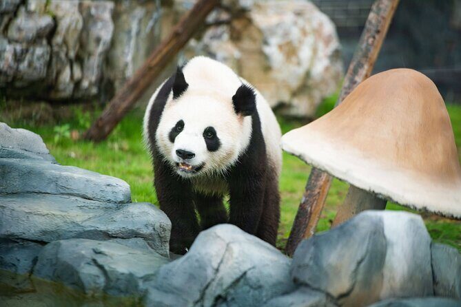 Panda Leshan Buddha Mt Emei 2 Days trip included 1 night stay - FAQ