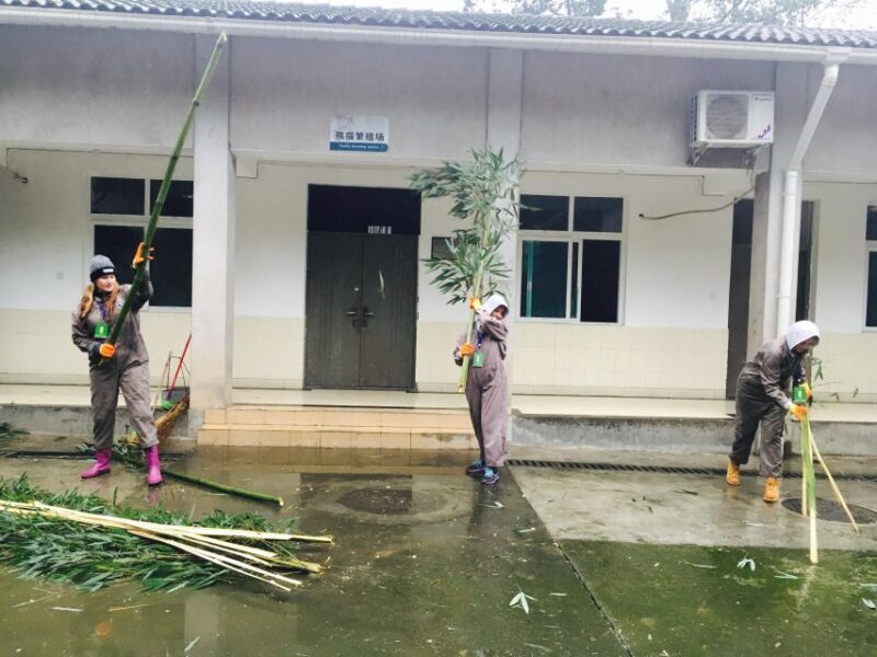 Panda Volunteer Project Day Trip(Wolong/Du Jiang Yan) - Authenticity and Review Highlights