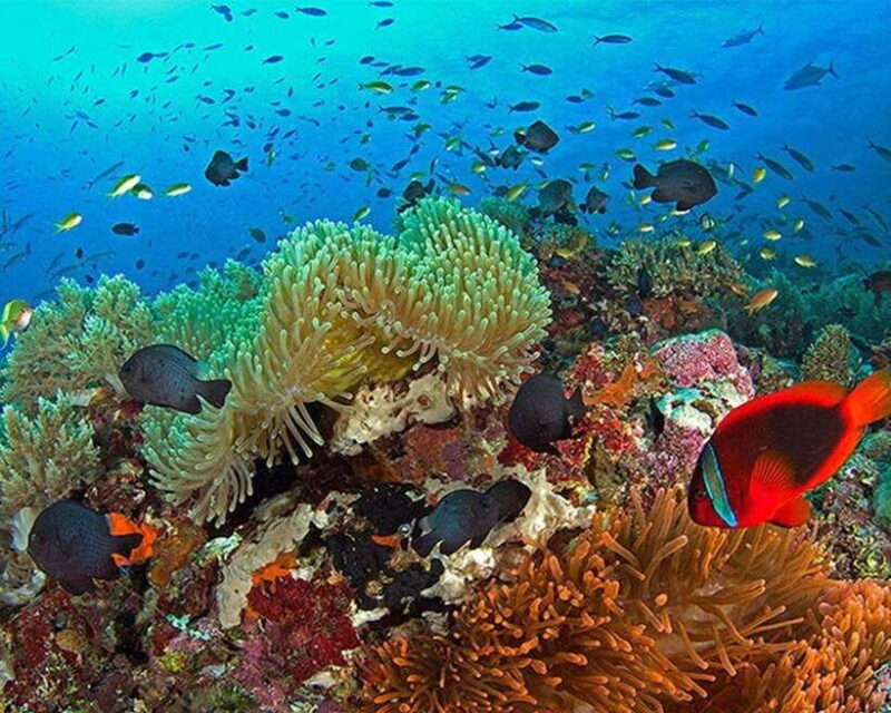 Panglao Bohol: Balicasag Island Hopping & Dolphin Watching - Exploring the Best of Bohol: Balicasag Island Hopping & Dolphin Watching