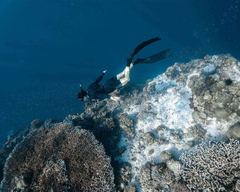 Panglao Bohol: Balicasag Island Hopping & Dolphin Watching - What Makes This Tour Stand Out?