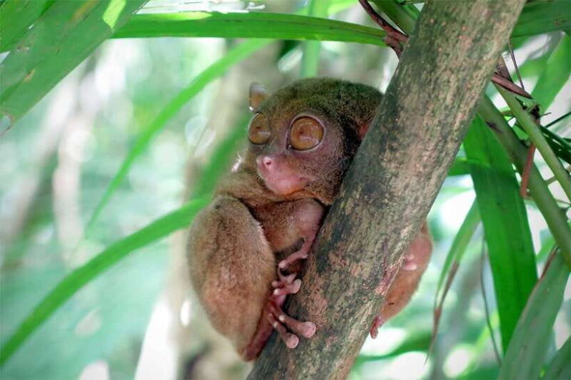 Panglao: Dao, Forests, and Tarsier Sanctuary Tour with Lunch - Who Should Consider This Tour?