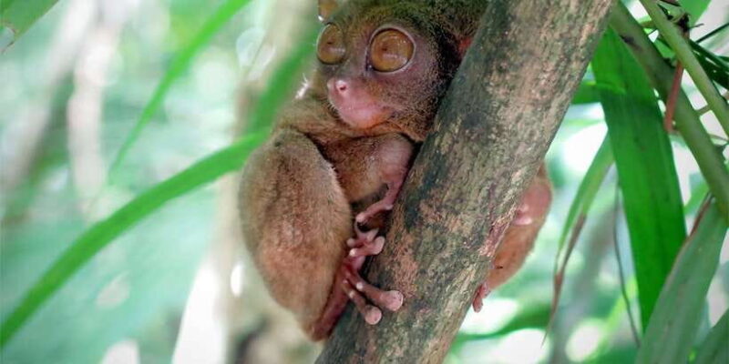 Panglao: Dao, Forests, and Tarsier Sanctuary Tour with Lunch - Frequently Asked Questions