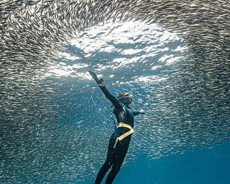 Panglao: Napaling Reef and Sardines Freediving Experience - What to Expect During the Experience