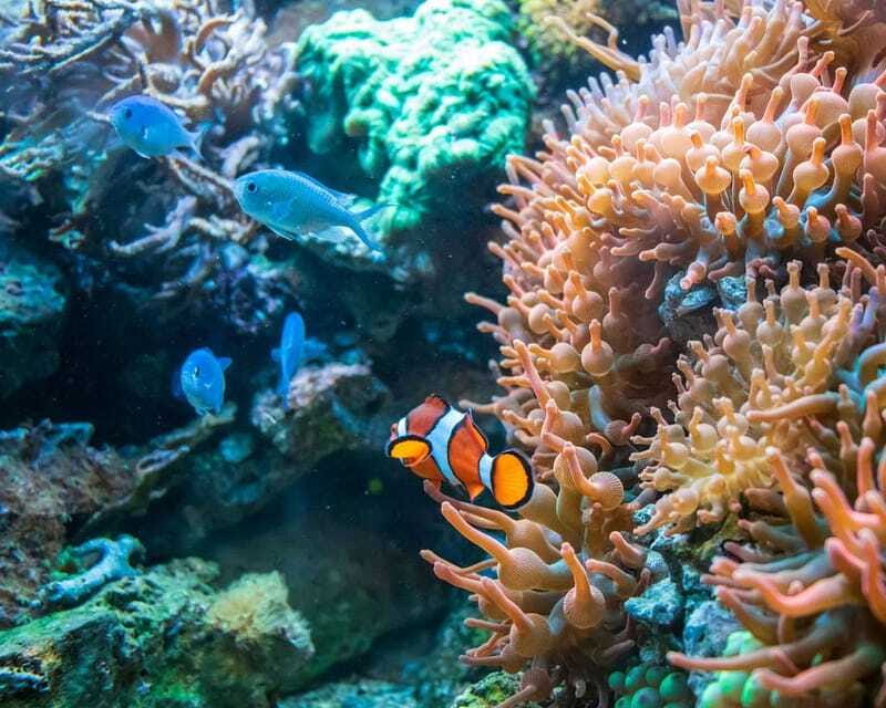 Panglao: Snorkeling at NapalingReef with Sardines Experience - FAQs